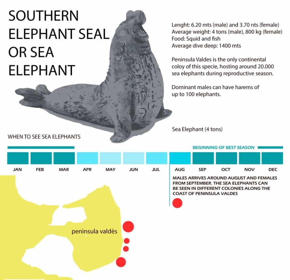 Sea Elephants in Peninsula Valdes: When to See Them and more