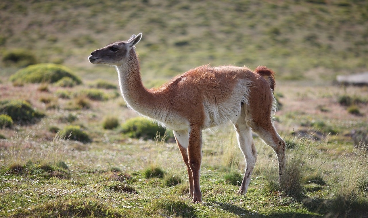 Peninsula Valdes Wildlife: What Animals You Can See in the Park?