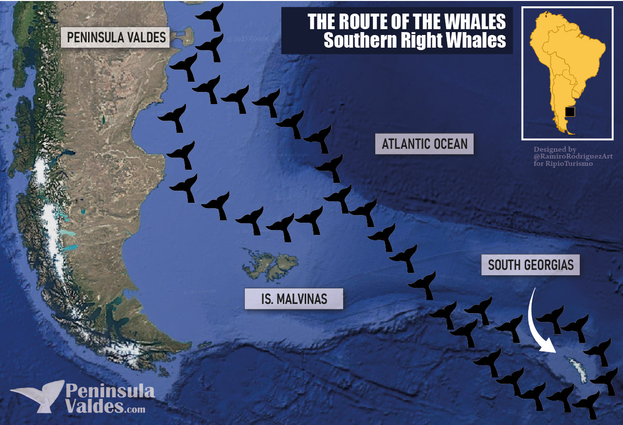 What is the migration route of the southern right whale throughout the ...