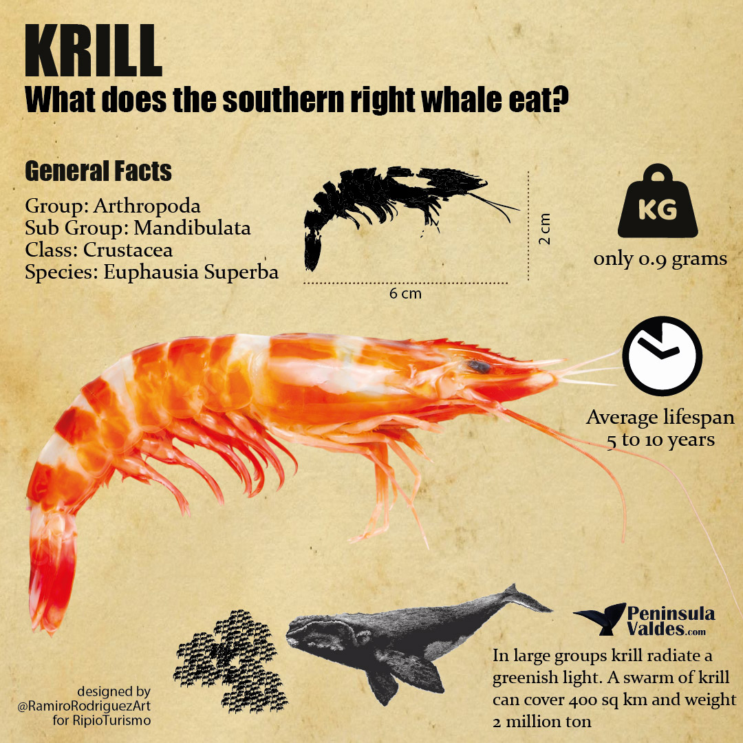 What does the southern right whale that can be seen in Peninsula Valdés eat? | Peninsula Valdes