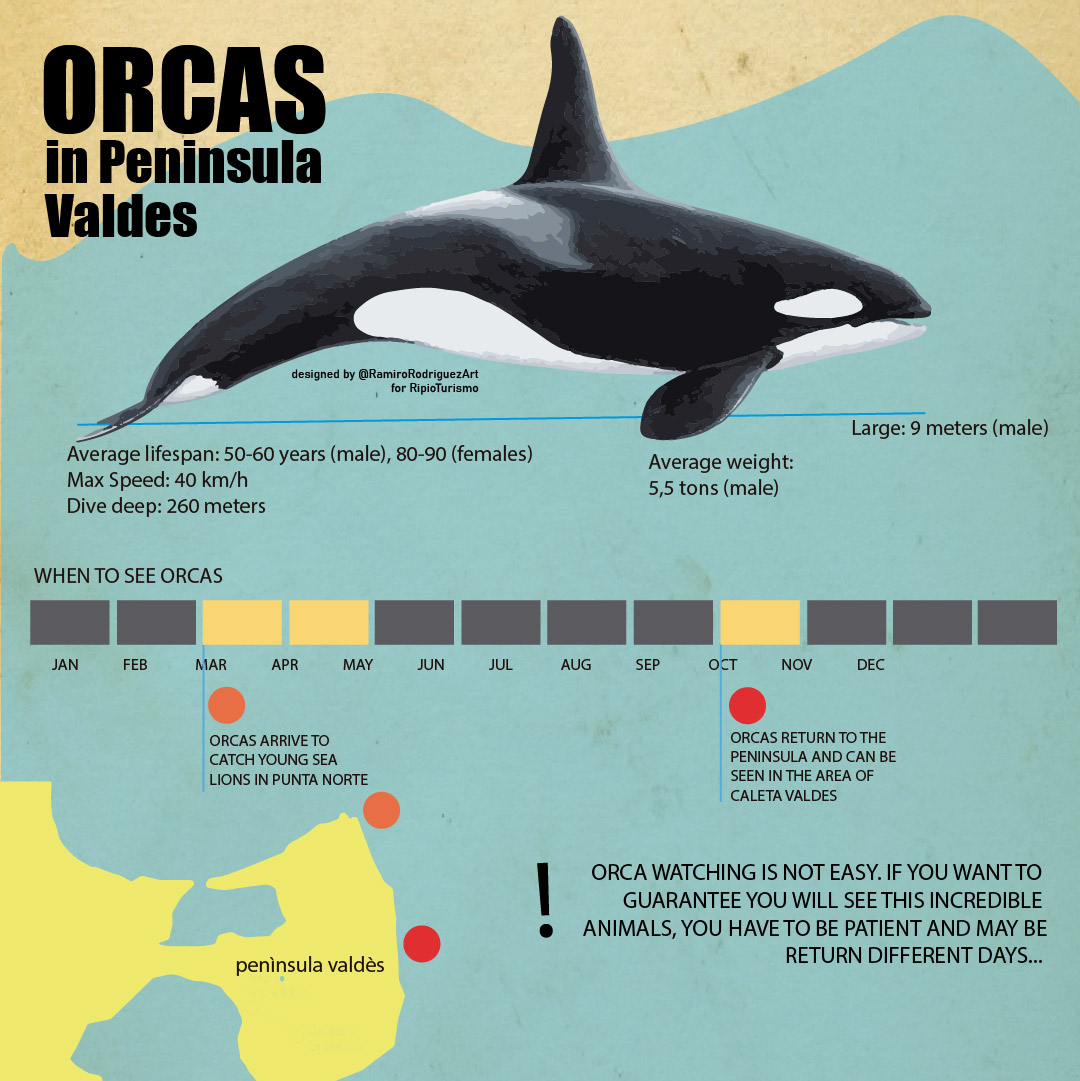 Are orcas guaranteed in Peninsula Valdes in March/April? | Peninsula Valdes