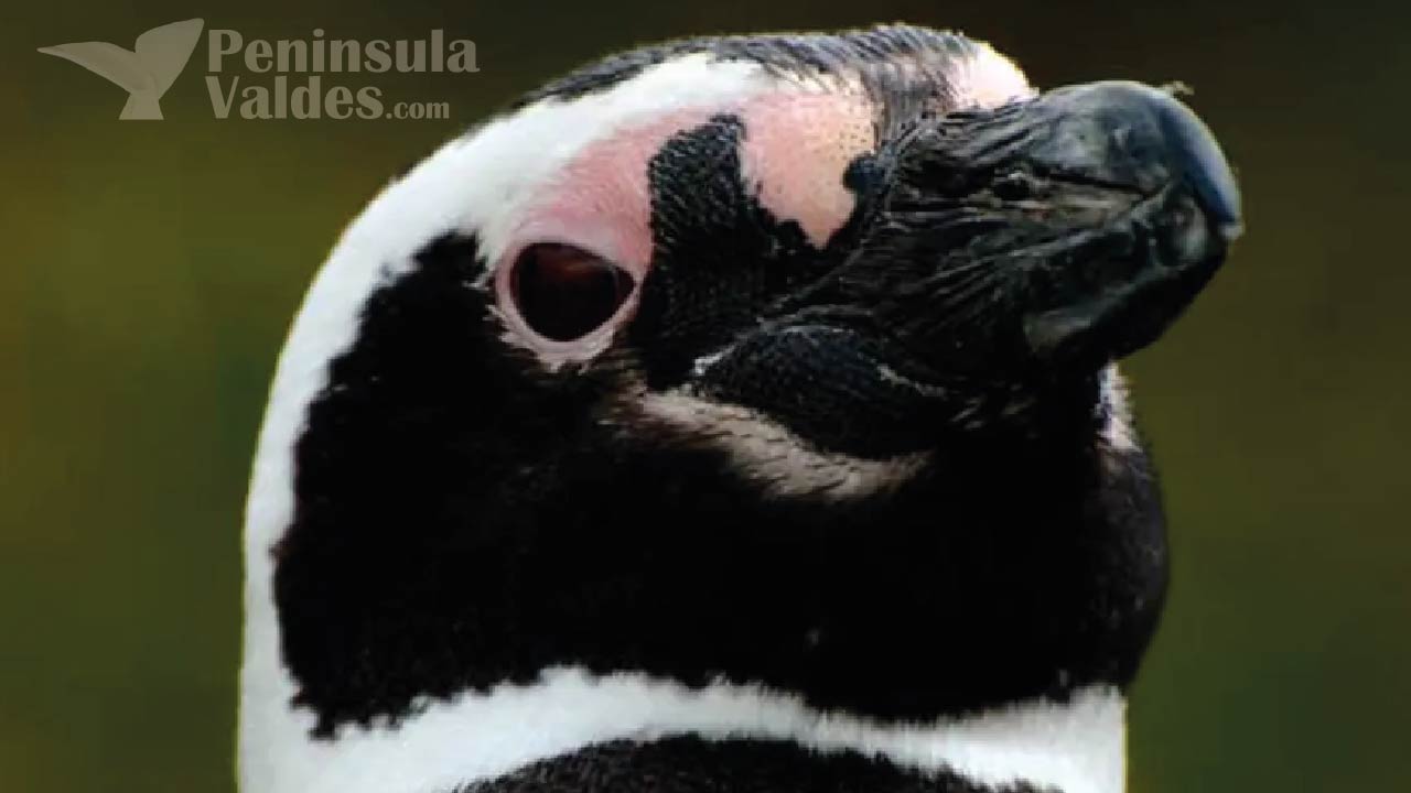 Punta Tombo Penguin Reserve. The ultimate guide | Peninsula Valdes