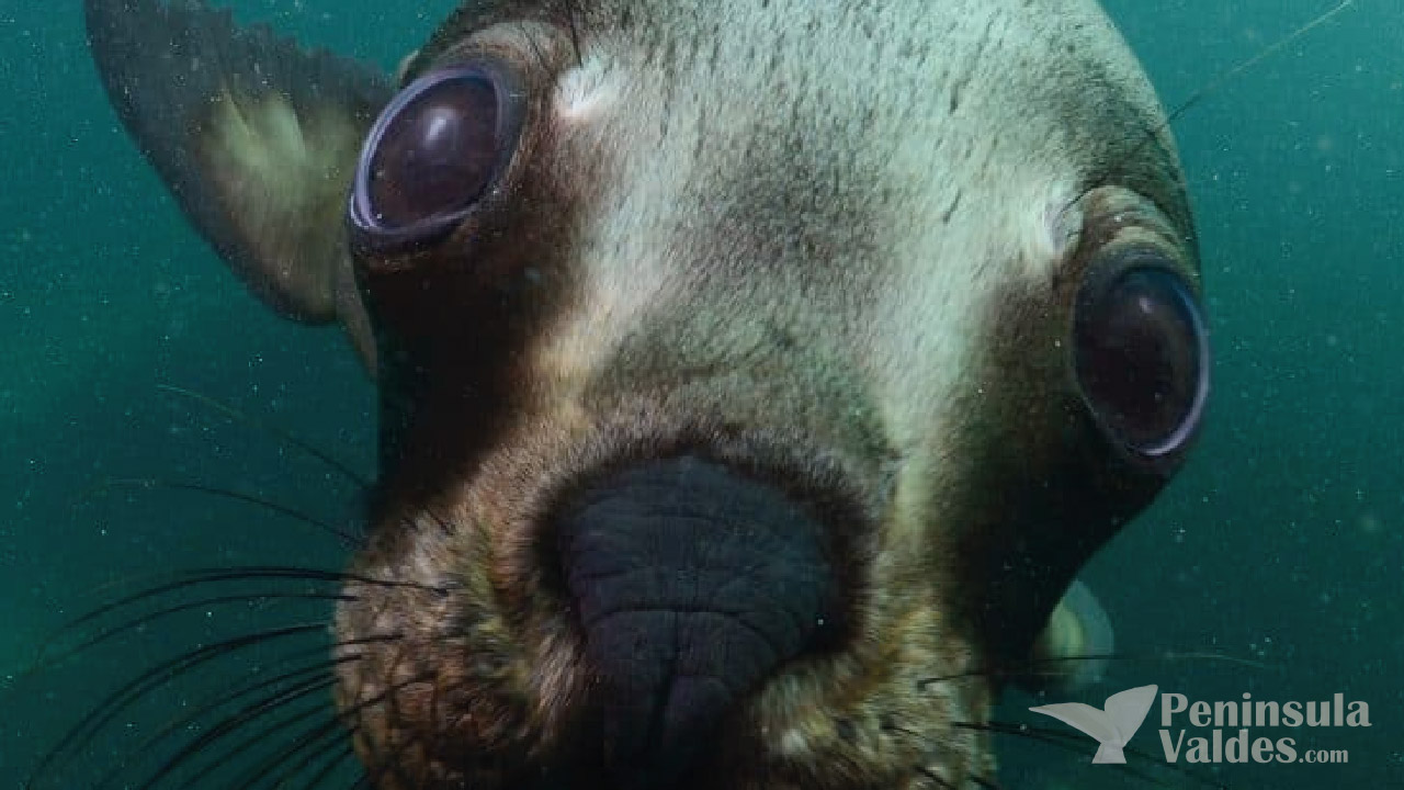 Can I go snorkelling or divind with sea lions in Puerto Piramides in ...