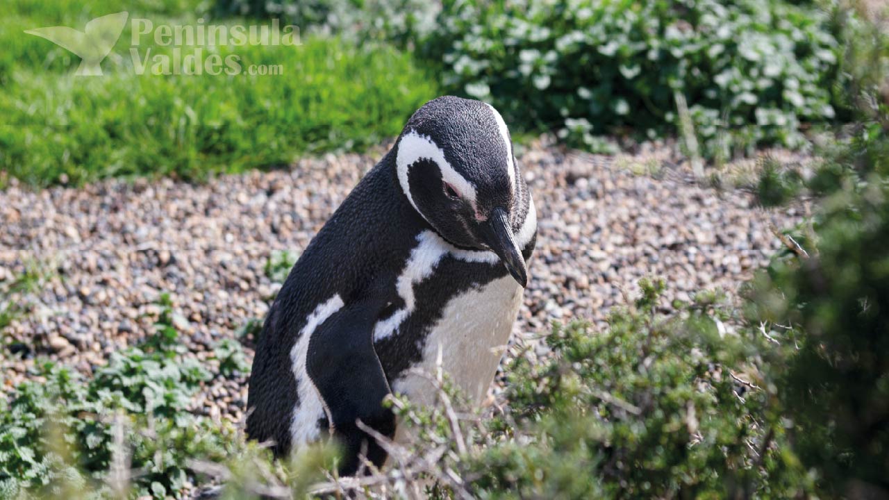 Punta Tombo Penguin Reserve. The ultimate guide | Peninsula Valdes