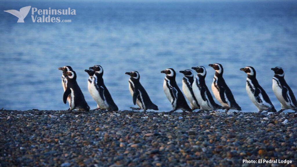 El Pedral Lodge in Punta Ninfas | Peninsula Valdes