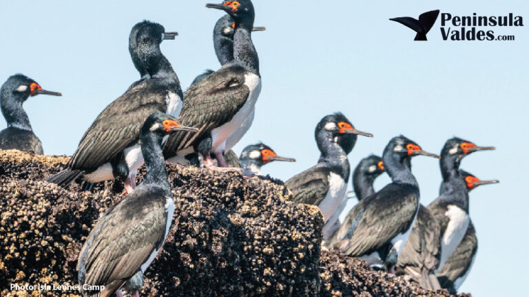 The guide to visit Patagonia Azul | Peninsula Valdes